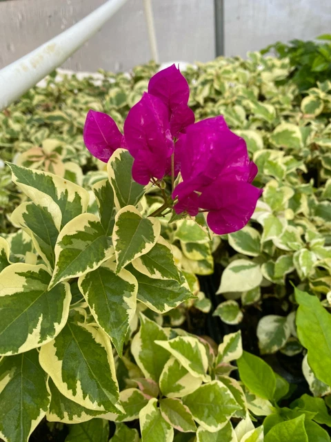 VERWURZELT*VERA VARIEGATA LILA*BOUGAINVILLEA-STARTERPFLANZE*SEHR TIEFE ...