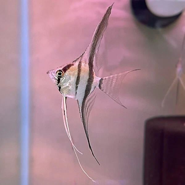 COMMON LONG FIN Angelfish | Pterophyllum Scalare | South American ...