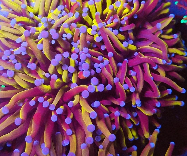 24K GOLD TORCH Coral - Double Head NOT SPS,ZOA,SOFT REEF, Frag B £66.00 ...