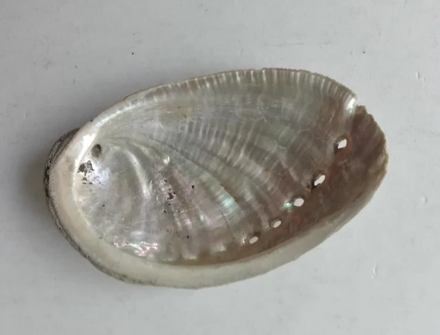 HISTOIRE NATURELLE - Coquille d' Ormeau - Oreille de Mer - Nacre EUR 4 ...