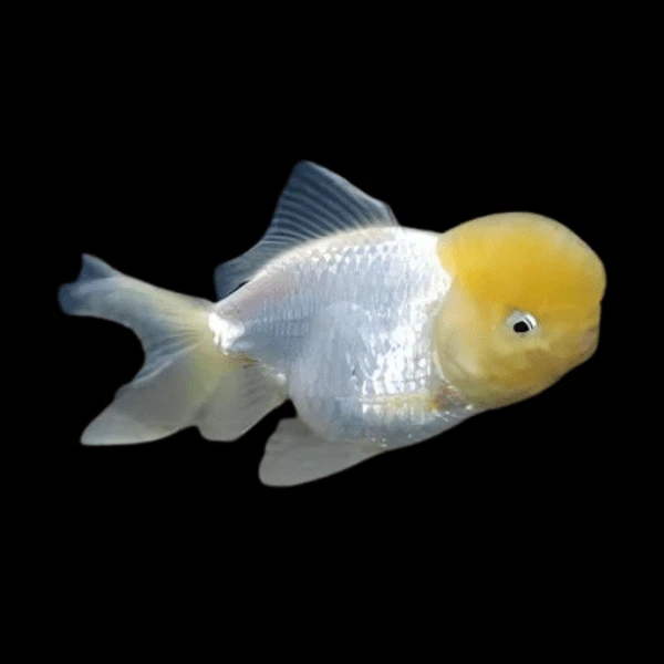 JUVENILE GRADE A Yellow Head White Oranda Goldfish Carassius Auratus 3 ...