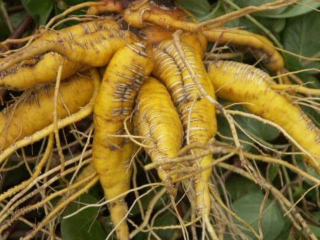 RARE MAUKA OU Chago Mirabilis expansa. Lot de 3 Graines de tubercules ...