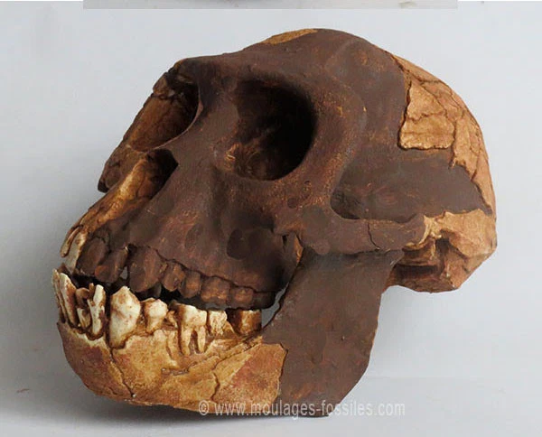 Moulage Fossile Crane Ardipithecus Ramidus Fossil Skull Replica Reproduction Eur 70 00 Picclick Fr