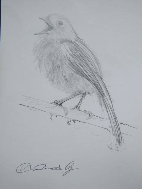 ORIGINAL HAND DRAWN pencil sketch tonal ornithological drawing of a ...
