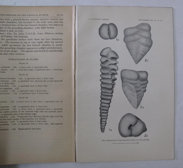 MARINE LIFE TEXTULARIIDAE Arenaceous Foraminifera Philippine Islands ...