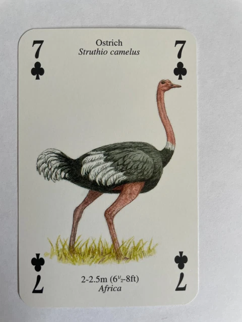 OSTRICH HERITAGE WORLD Famous Exotic Birds. Artist John Denaro Playing ...