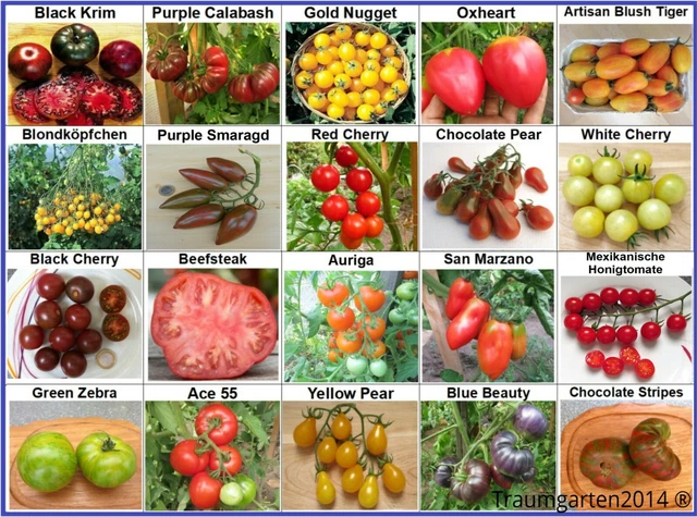 Tomaten Alte Sorten Kaufen