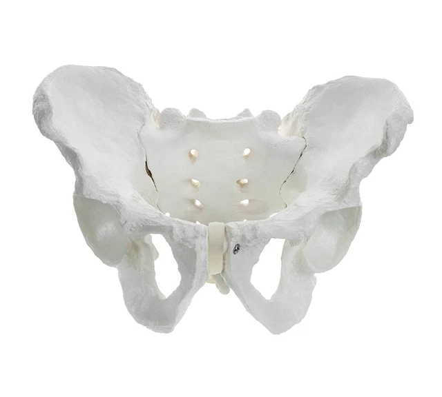 MALE PELVIS SKELETON Model, Anatomically Correct, Life Size £87.48 ...