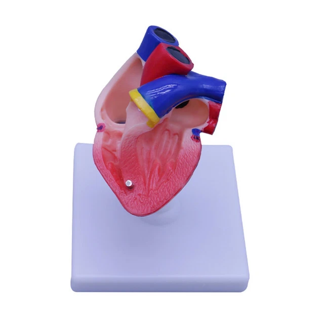 HUMAN HEART ANATOMY Model Learning Tool Structure Education Simulation ...