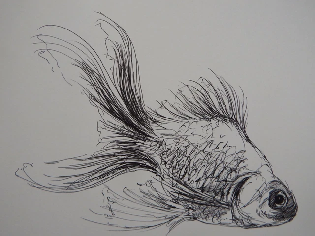 ORIGINAL PEN & Ink fish drawing sketch of a goldfish on ivory white ...