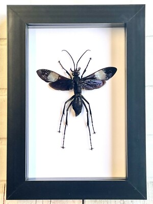 GIANT TARANTULA HAWK Wasp (Hemipepsis speculifer diselene) Box Frame ...