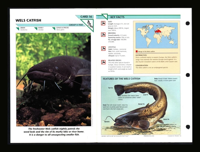 WELS CATFISH WILDLIFE Fact File Fish Animal Card Home School Study 4.16 ...