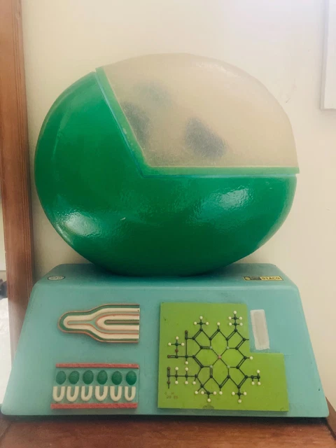 VINTAGE 1950S STACO Teaching Aid Model, Cross section of a cell, Good ...