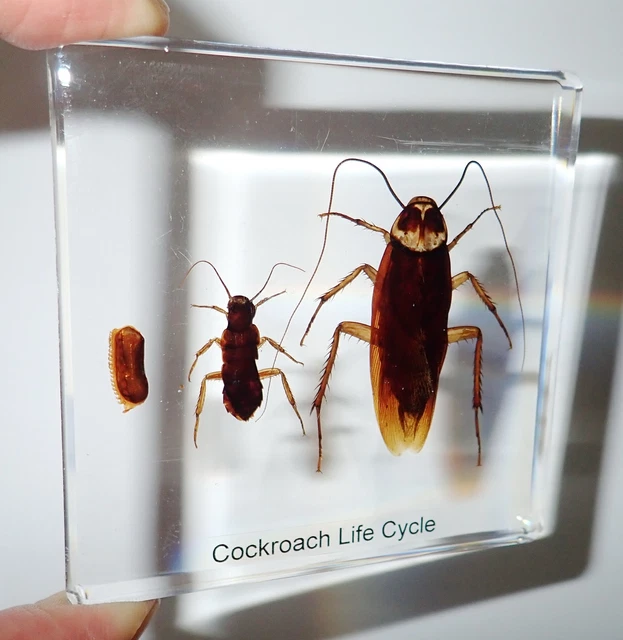 3 STAGES COCKROACH Life Cycle Simplified Set Learning Specimen Clear ...