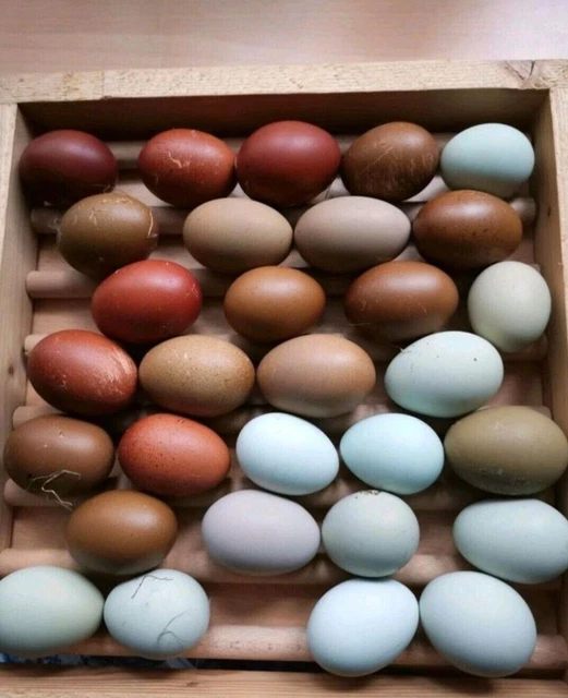 BRUTEIER HÜHNEREIER BUNTE Eiermischung Marans Lavendel Araucaner ...