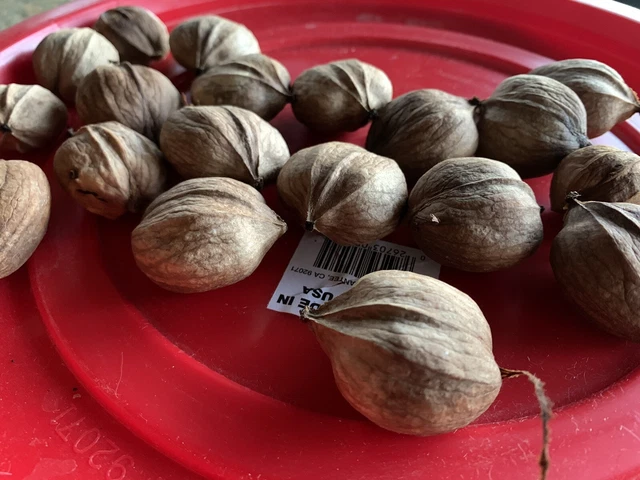 SHAGBARK/SHELLBARK HICKORY NUTS 2022 Crop Organic One Pound £8.07 ...