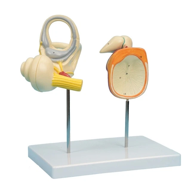 HUMAN EAR MODEL Human Ear Anatomical Model Easy to Use Medicals ...