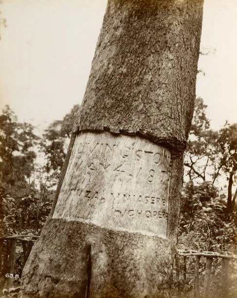 INSCRIPTION ON MUPUNDU tree Livingstone's heart buried 1896 OLD PHOTO ...