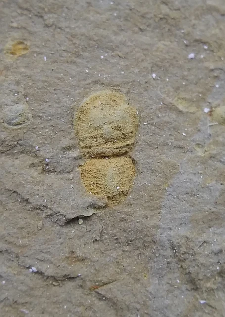 ORDOVICIAN FOSSIL TRILOBITE Agnostida,teaching,very cool No.g03 $8.99 ...