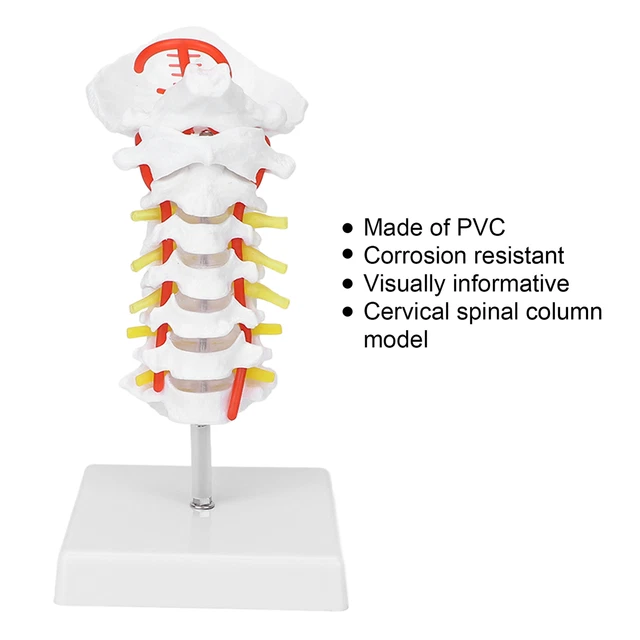CERVICAL MODEL ARTERIA Spine Spinal Nerves Anatomical Model For Sci HEN ...