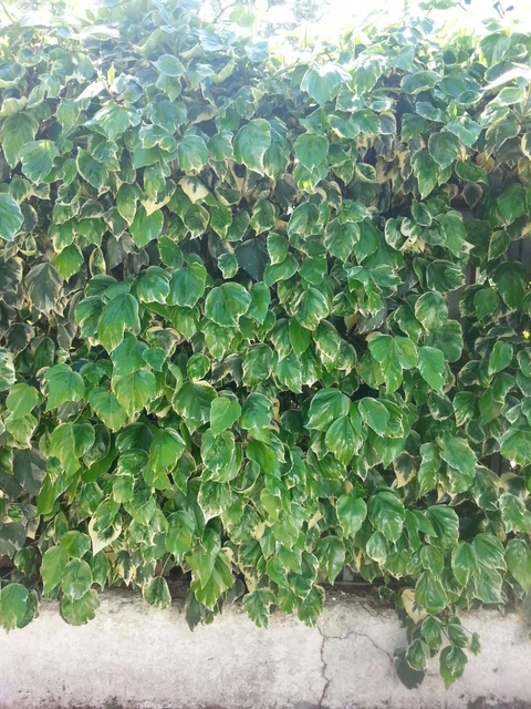 PIANTA DI EDERA Variegata Hedera Variegata Pianta Rampicante vaso 7 EUR ...