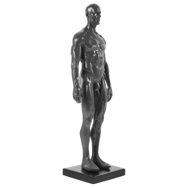 HUMAN MEN MUSCLE Structure Model Muscle Structure Model Muscular System ...