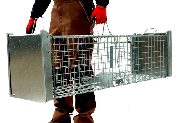 FOX TRAP RACCOON trap box trap marten trap nutri trap animal trap £60. ...