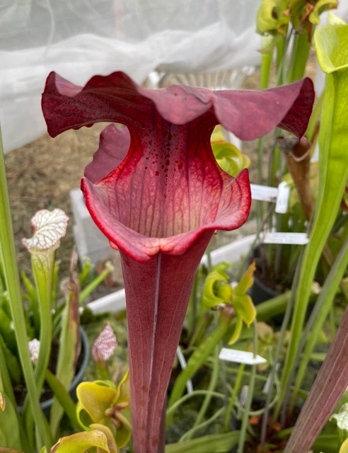 *RARE SARRACENIA X 'Alucard' - Faulisi clone *DC Carnivores* £2.16 ...