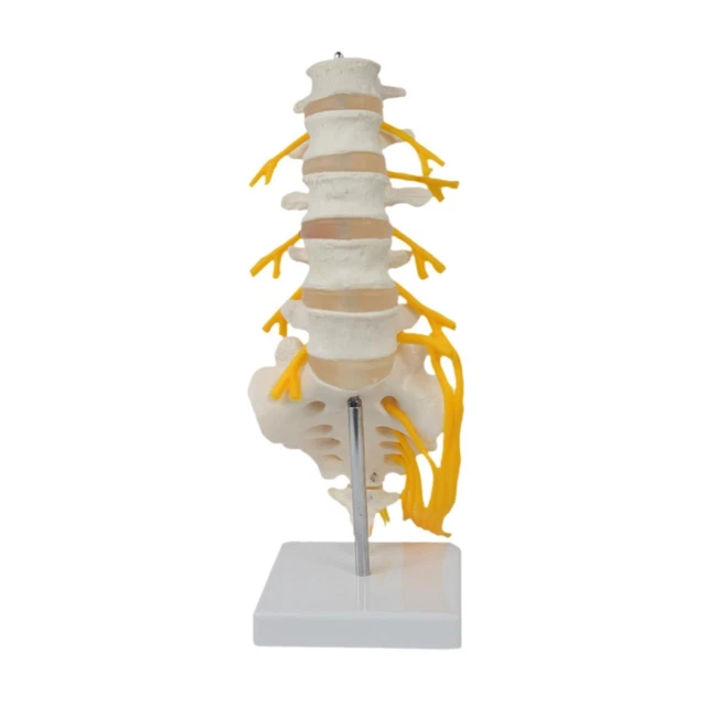 HUMAN SPINE MODEL Decoration Teaching Aid Learning Scientific Spinal ...