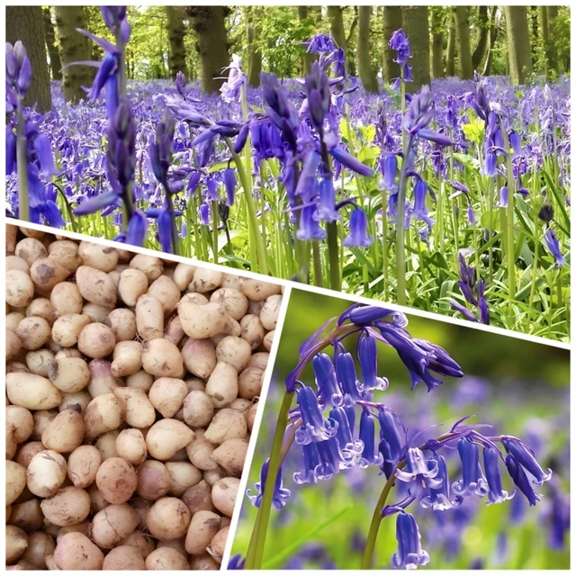 BLUEBELL BULBS 50 Spring Flowering bulbs Hyacinthoides Non Scripta £15. ...