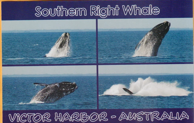 SOUTHERN RIGHT WHALE Victor Harbor South Australia Blue Lake Postcard ...