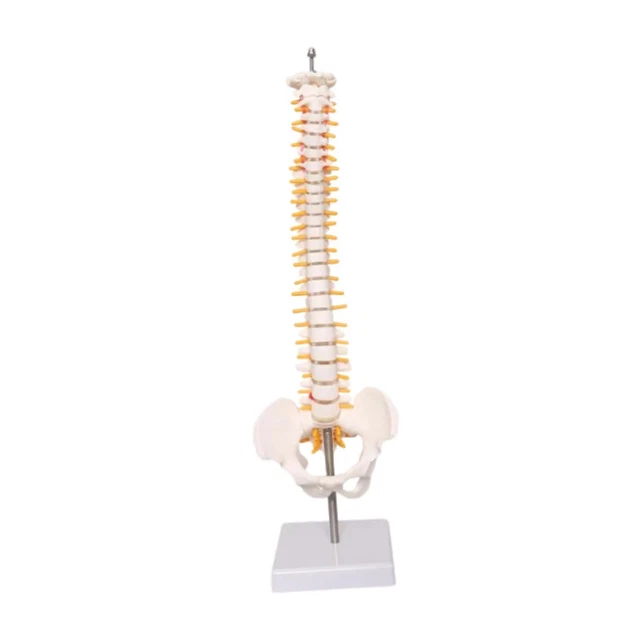 SPINE MODEL SPINAL Cord Model Vertebral Column Model £28.42 - PicClick UK