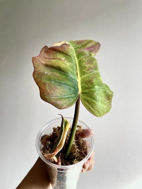 PHILODENDRON JUNGLE FEVER Variegated Not Monstera Anthurium Epipremnum ...