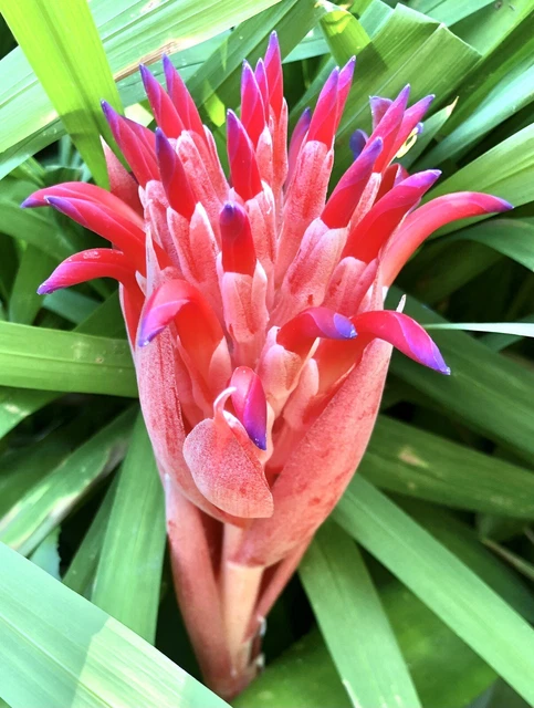 BILLBERGIA PYRAMIDALIS BROMELIAD Flaming Torch Foolproof Plant Stunning ...