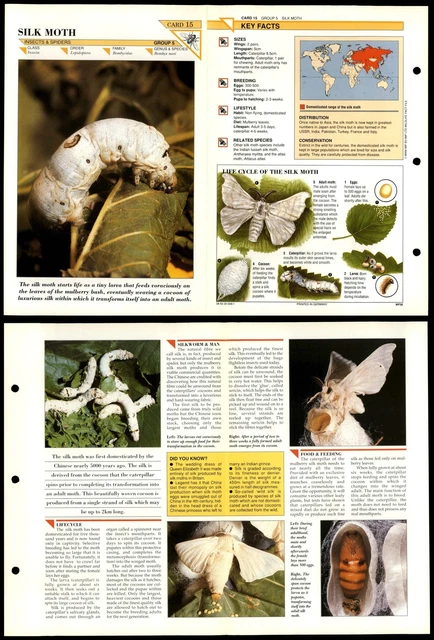 SILK MOTH #15 Insects Wildlife Fact File Fold-Out Card £1.99 - PicClick UK