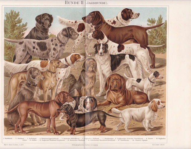ORIGINAL-CHROMOLITHOGRAFIE. HUNDE II (Jagdhunde), EUR 19,00 - PicClick DE