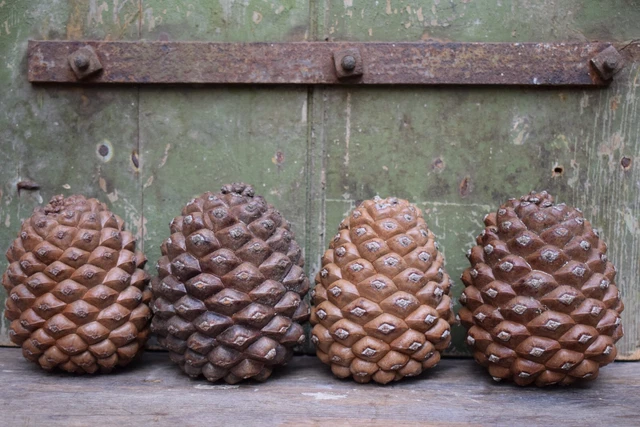 GIANT PINE CONES, Extra Large Up To 4 Inch, Fresh Unopened Natural ...