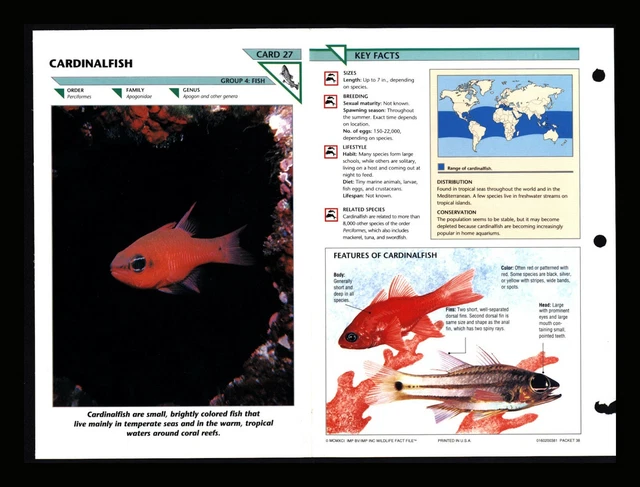 CARDINALFISH WILDLIFE FACT File Fish Animal Card Home School Study 4.27 ...