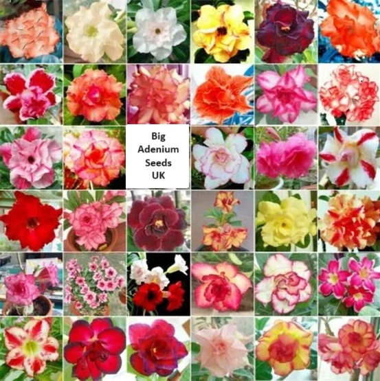 1250 X ADENIUM DOUBLE, TRIPLE, QUATTRO OBESUM SEEDS IDENTIFY BY COLOUR ...