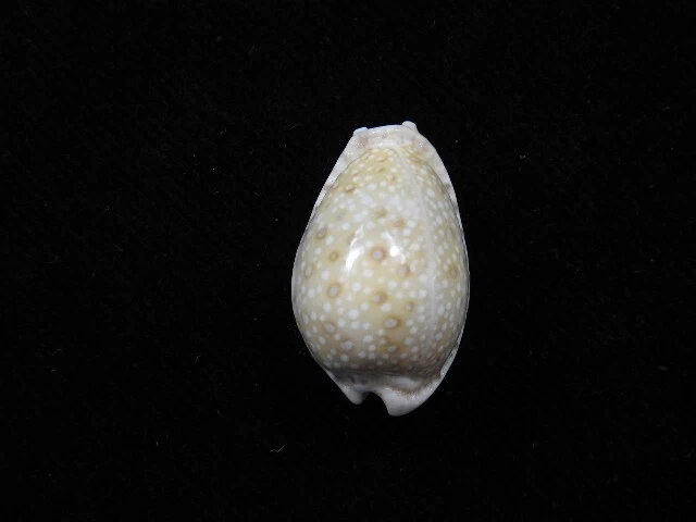 SEA SHELL CYPRAEA marginalis melocellata 26.3mm ID#7130 £22.00 ...