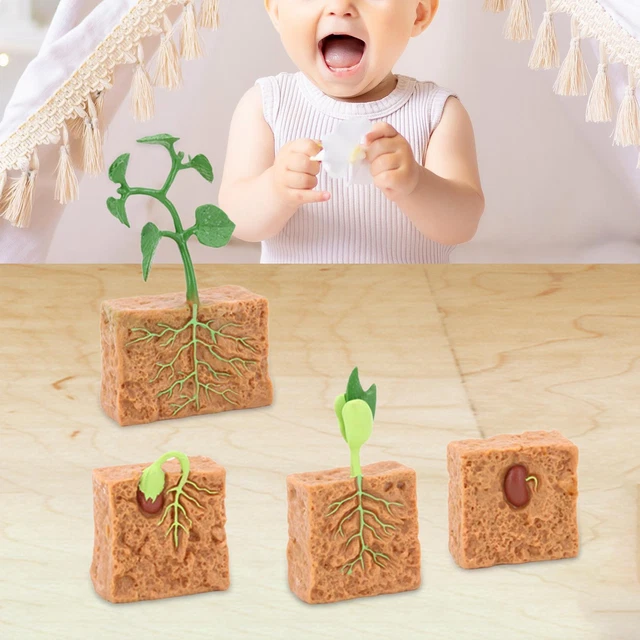 LIFE CYCLE OF Green Bean Plant Statue Farm Plant Life Cycle Model ...