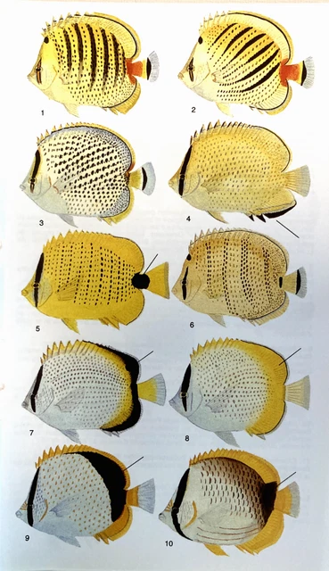 ANCIEN POSTER AFFICHE art Print poisson papillons Millet Hawaï bord ...