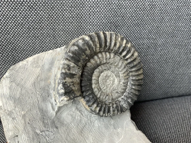 GREEN AMMONITE NODULE Metophioceras sp Charmouth, Dorset, Rare Jurassic ...