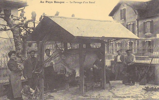 CP REPRO612- AU Pays Basque Le Ferrage d'un Boeuf EUR 5,00 - PicClick FR