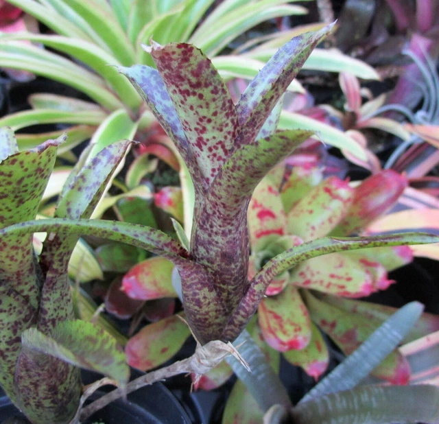 BROMELIAD NEOREGELIA OUNCE OF PURPLE Fast Clustering Mini! Young Plant ...