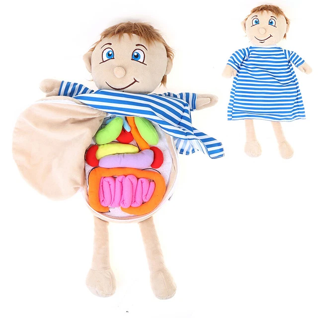 ANATOMY DOLL HUMAN Torso Body Model Anatomical Internal Organs For ... ANATOMY DOLL HUMAN Torso Body Model Anatomical Internal Organs For ...