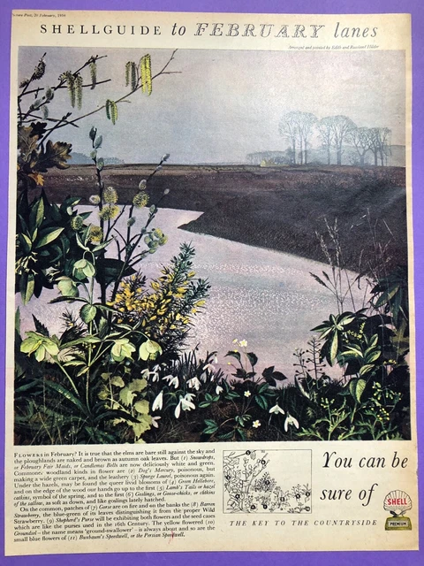 SHELL FEBRUARY LANES 1954 Press Advert Edith Rowland Hilder Artwork £6. ...