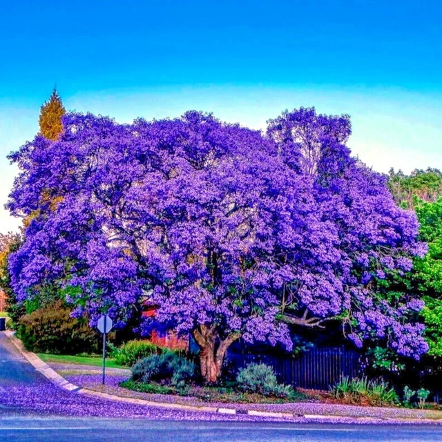 JACARANDA FERN TREE Seeds (Mimosifolia acutifolia) Tropical Blue ...