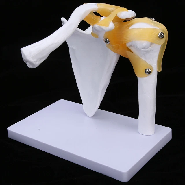 1:1 LIFE SIZE Human Anatomy Shoulder Joint Model Shoulder Blade £26.08 ...