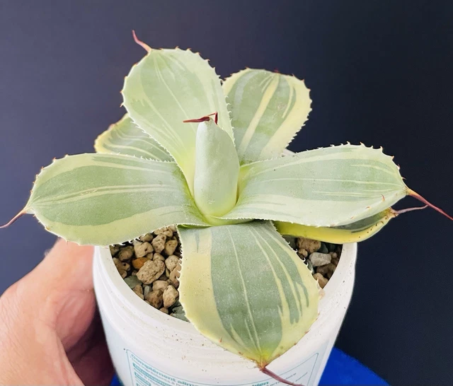 EXTRAORDINAIRE AGAVE PARRYI Truncata Variegata Rare Clone. Caudex ...